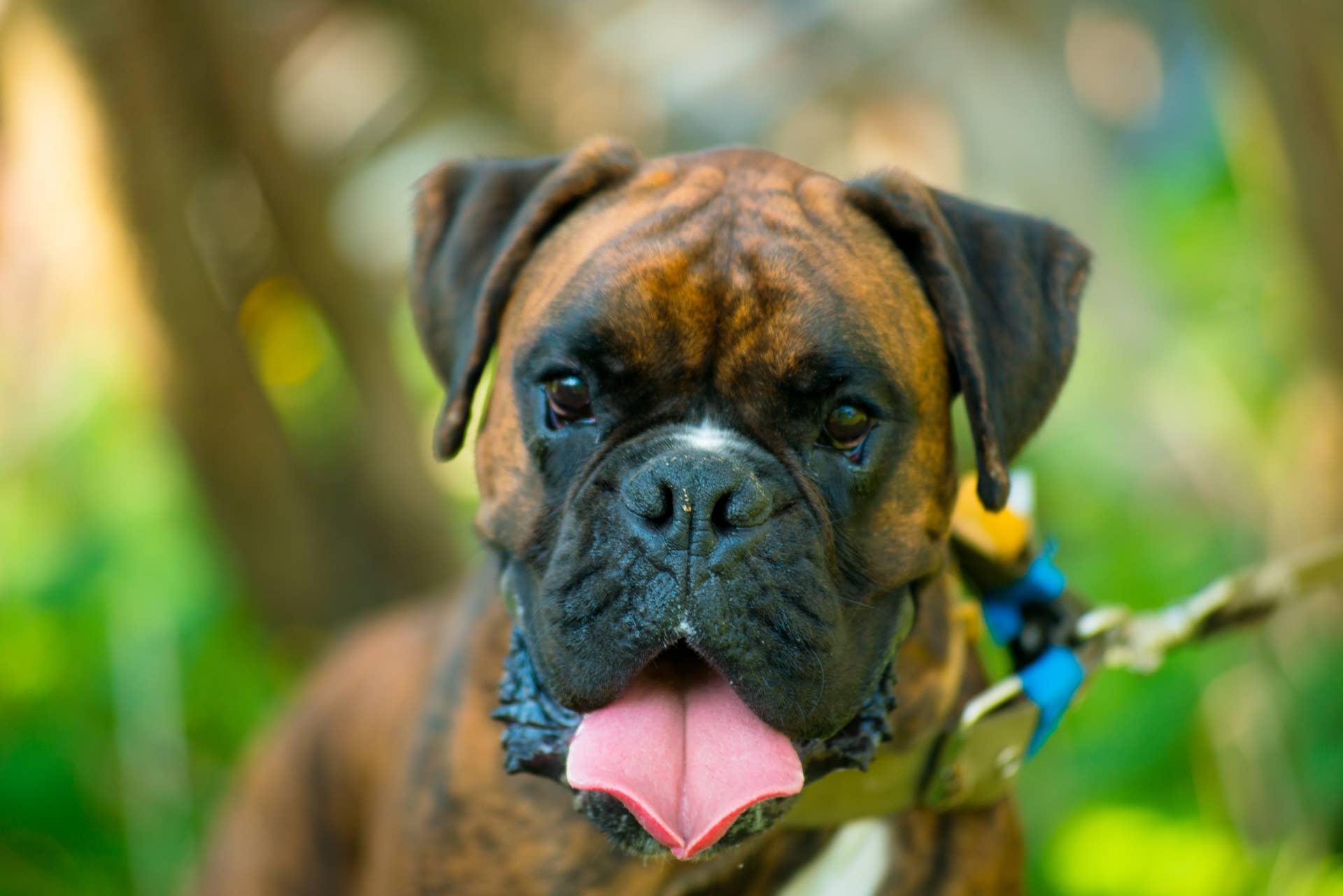 Protective Boxer Jumps for Joy Meeting His New Human Baby and We Can't ...