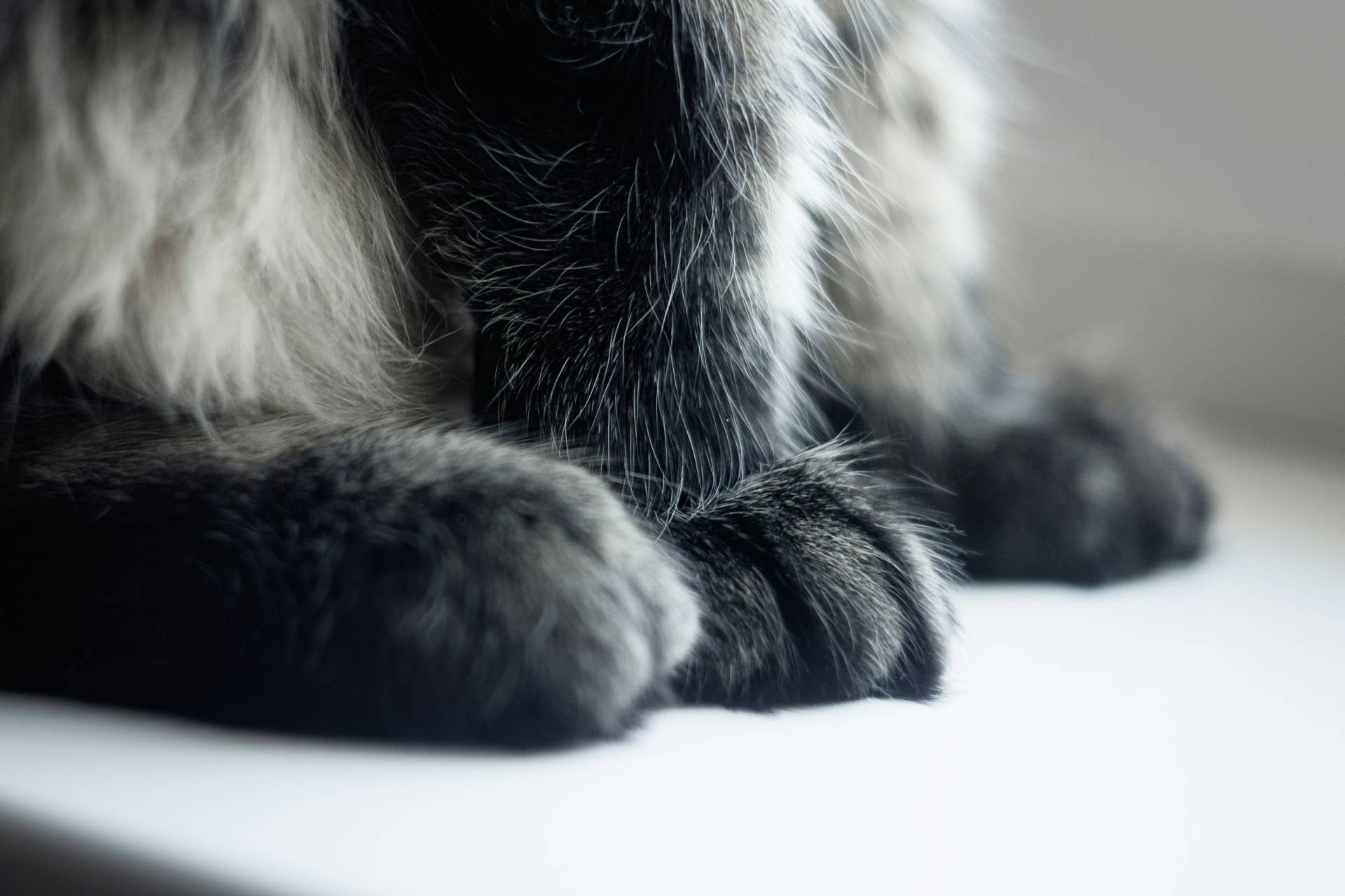 Humongous Maine Coon Cat Out on Walk With Mom Will Stop People in Their ...