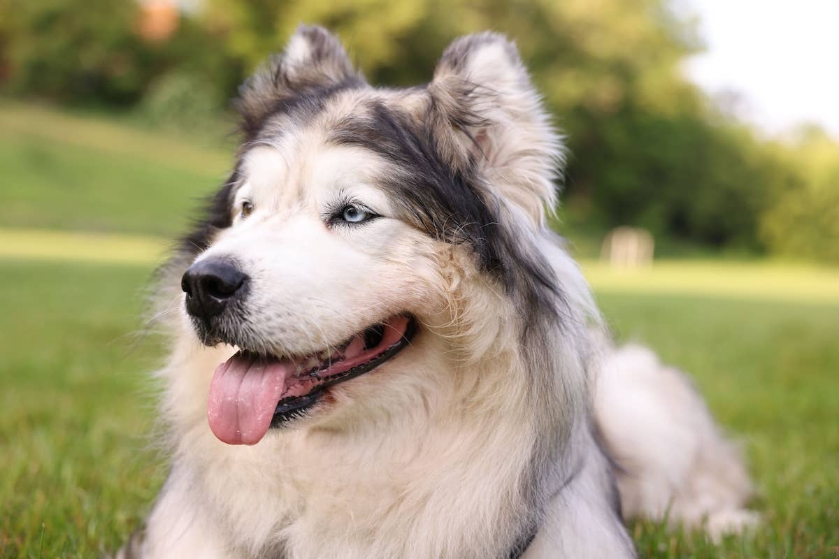 Malamute Dog Falls Asleep After Birthday Fun in Viral Video - Parade Pets