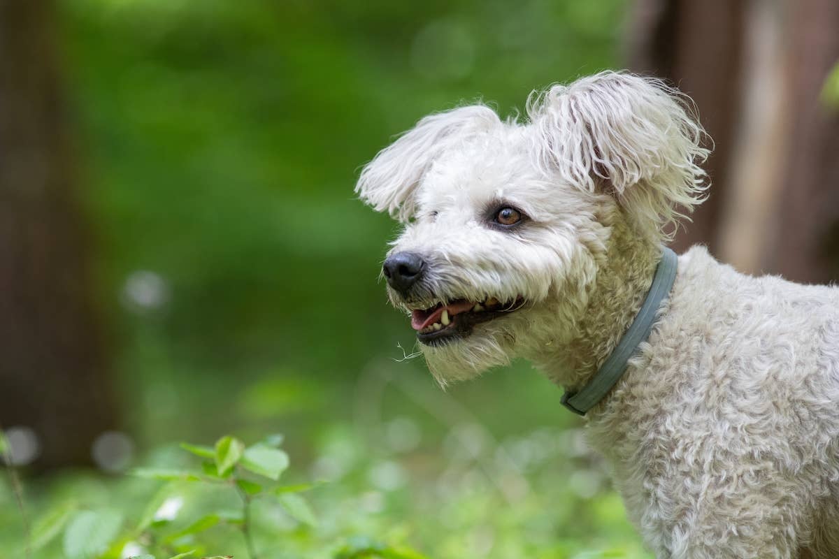 Viral Human-Looking Dog Takes Trip to Groomer - Parade Pets