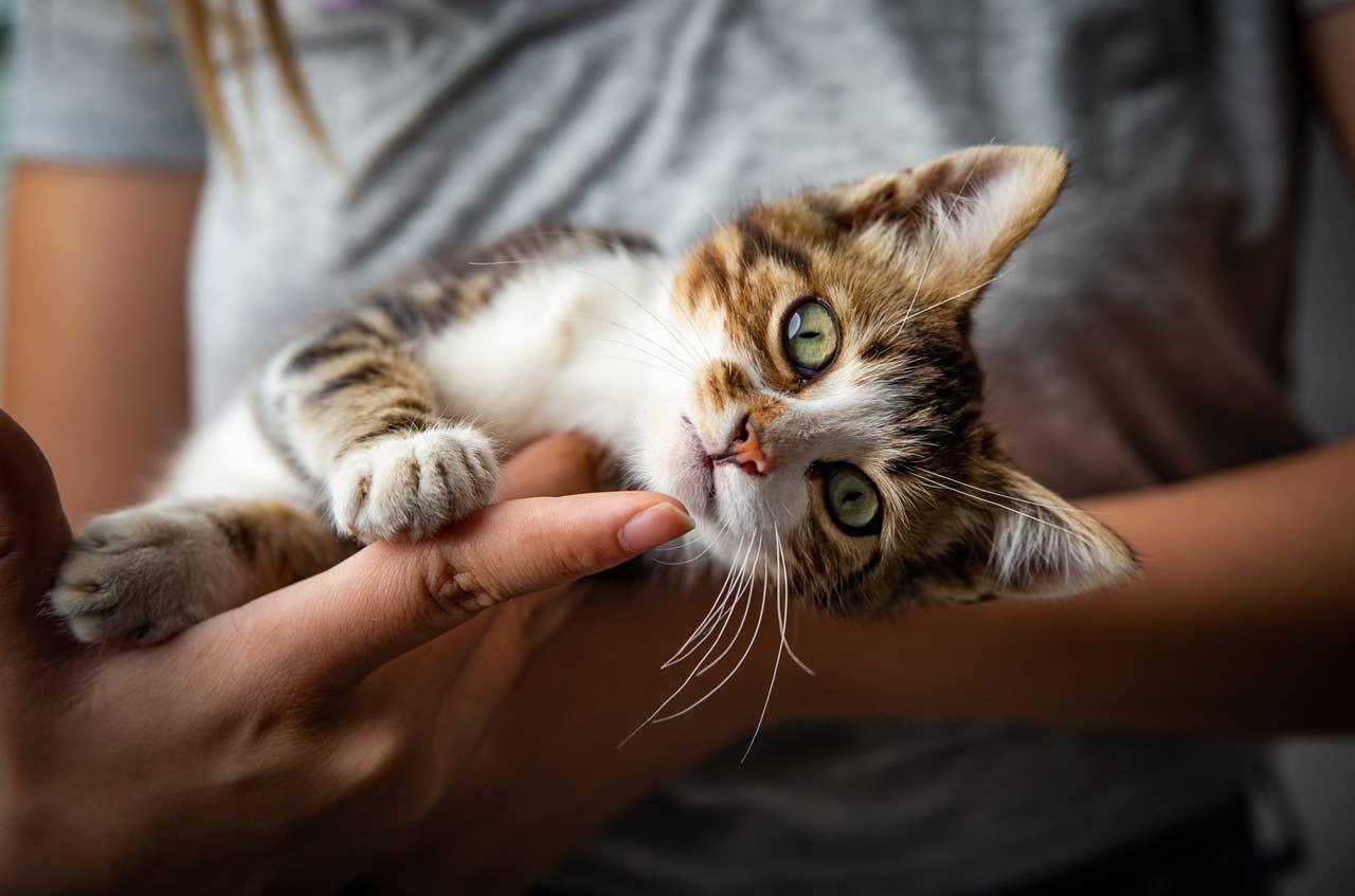7 Signs You're a Good Cat Parent, According to a Vet - Parade Pets