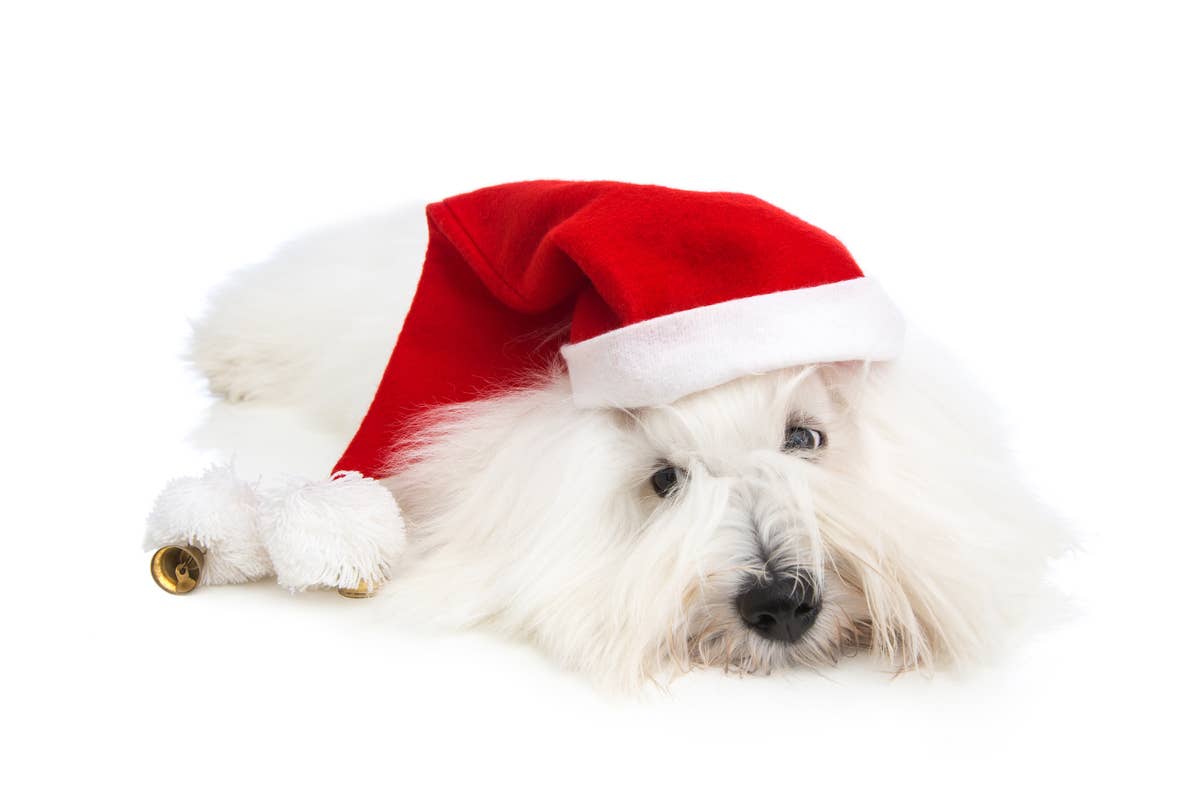 Coton de Tulear Finds Her Gift Under the Tree and Puts It Straight To ...