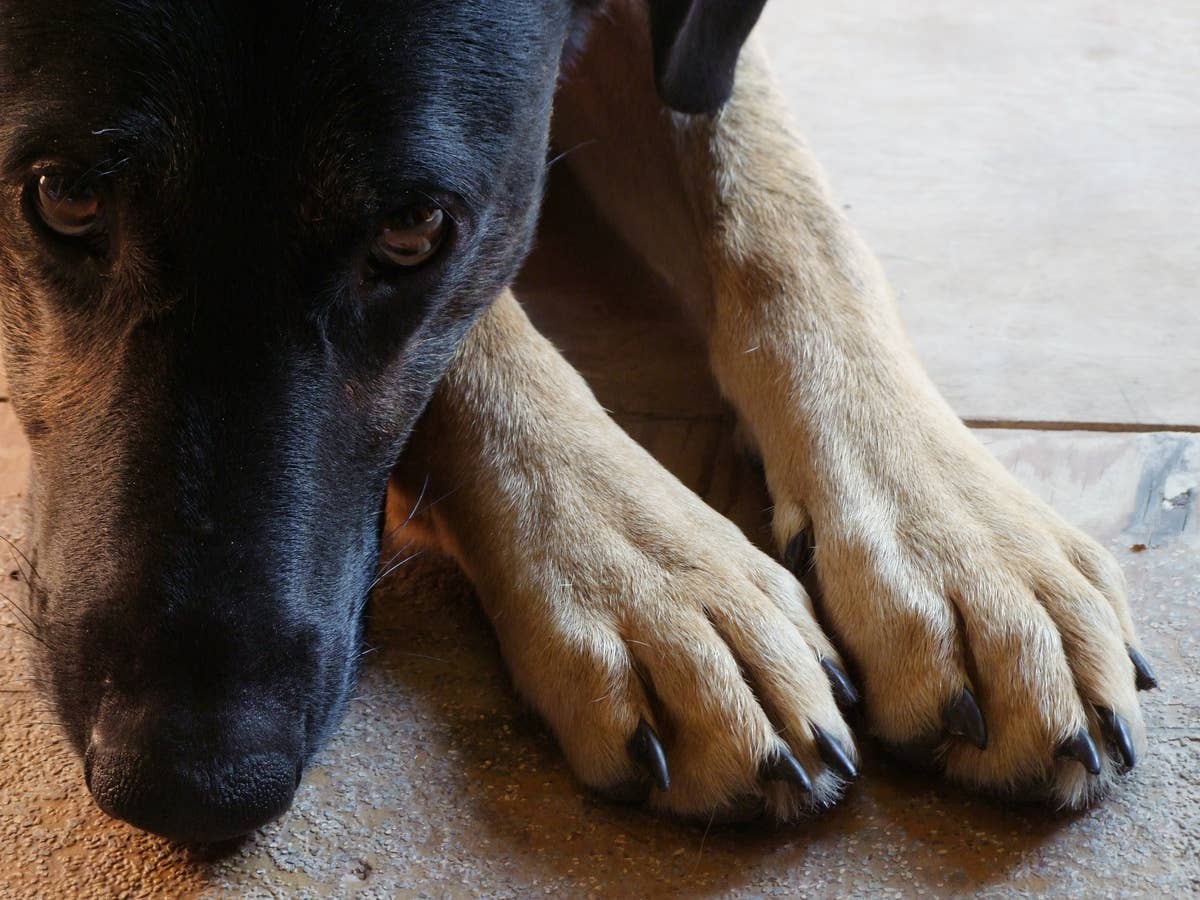 Traumatized Senior Dog Saved in Dramatic Rescue After Falling Off ...
