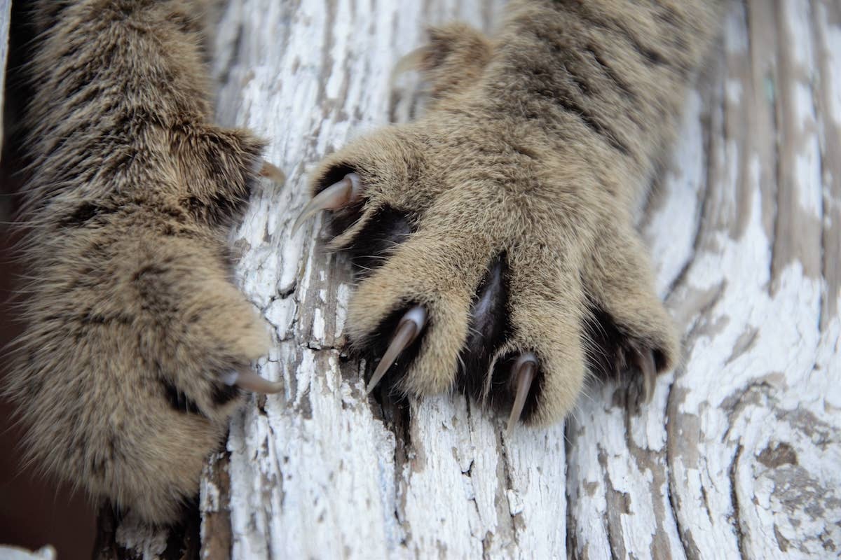 Cat Who Landed in Bear’s Enclosure Gets Surprising Welcome - Parade Pets