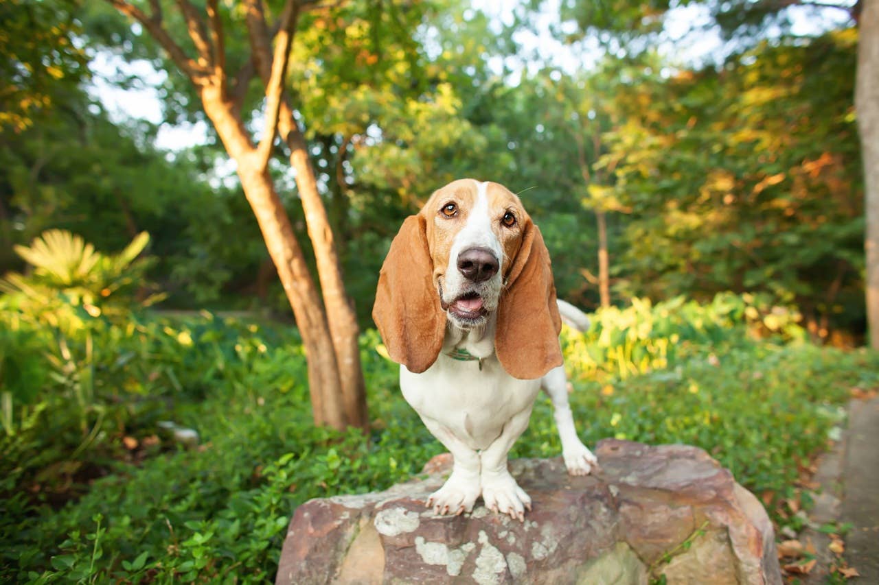 7 Calmest Small Dog Breeds, According to Vets - Parade Pets