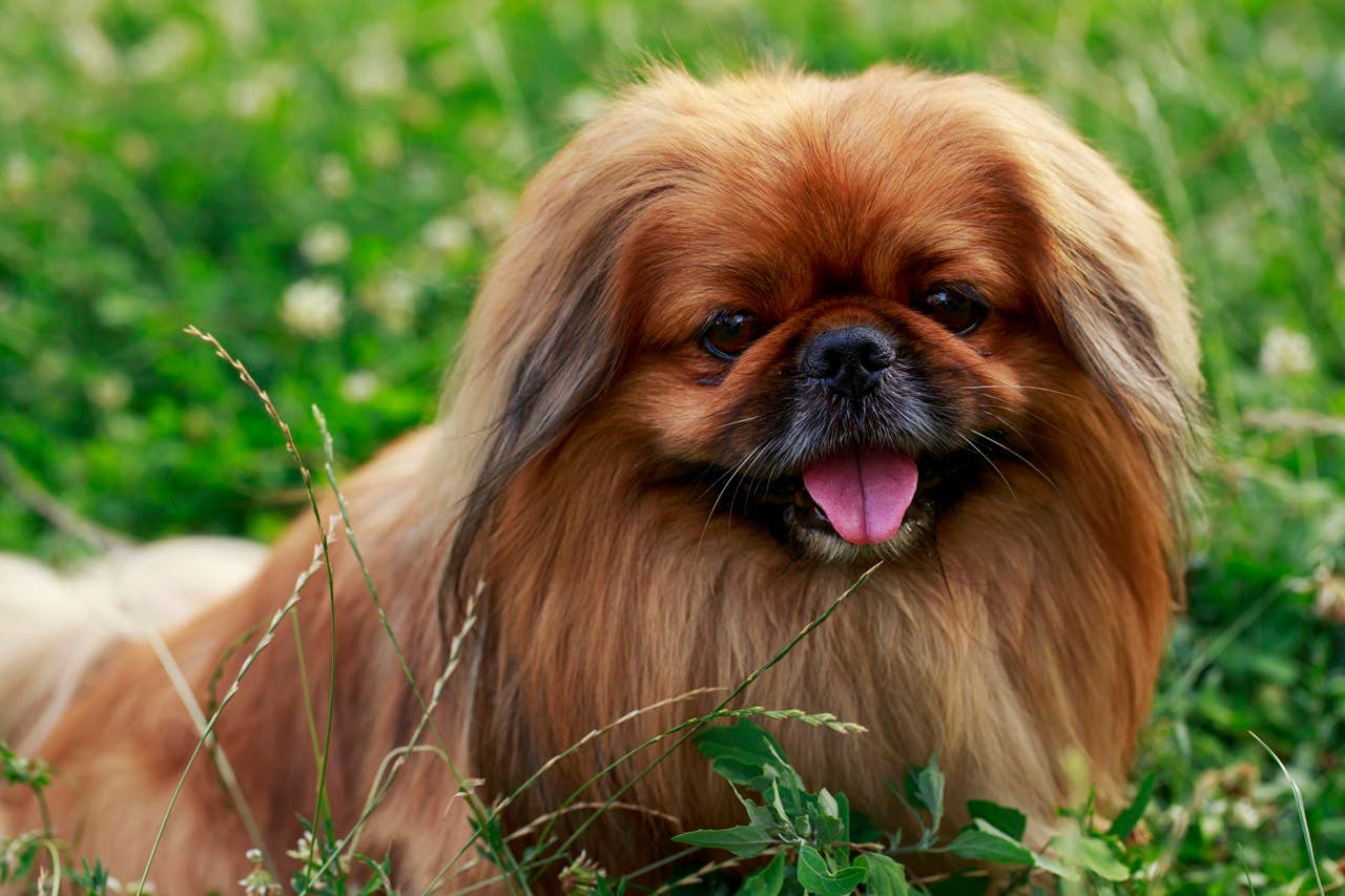 7 Calmest Small Dog Breeds, According to Vets - Parade Pets