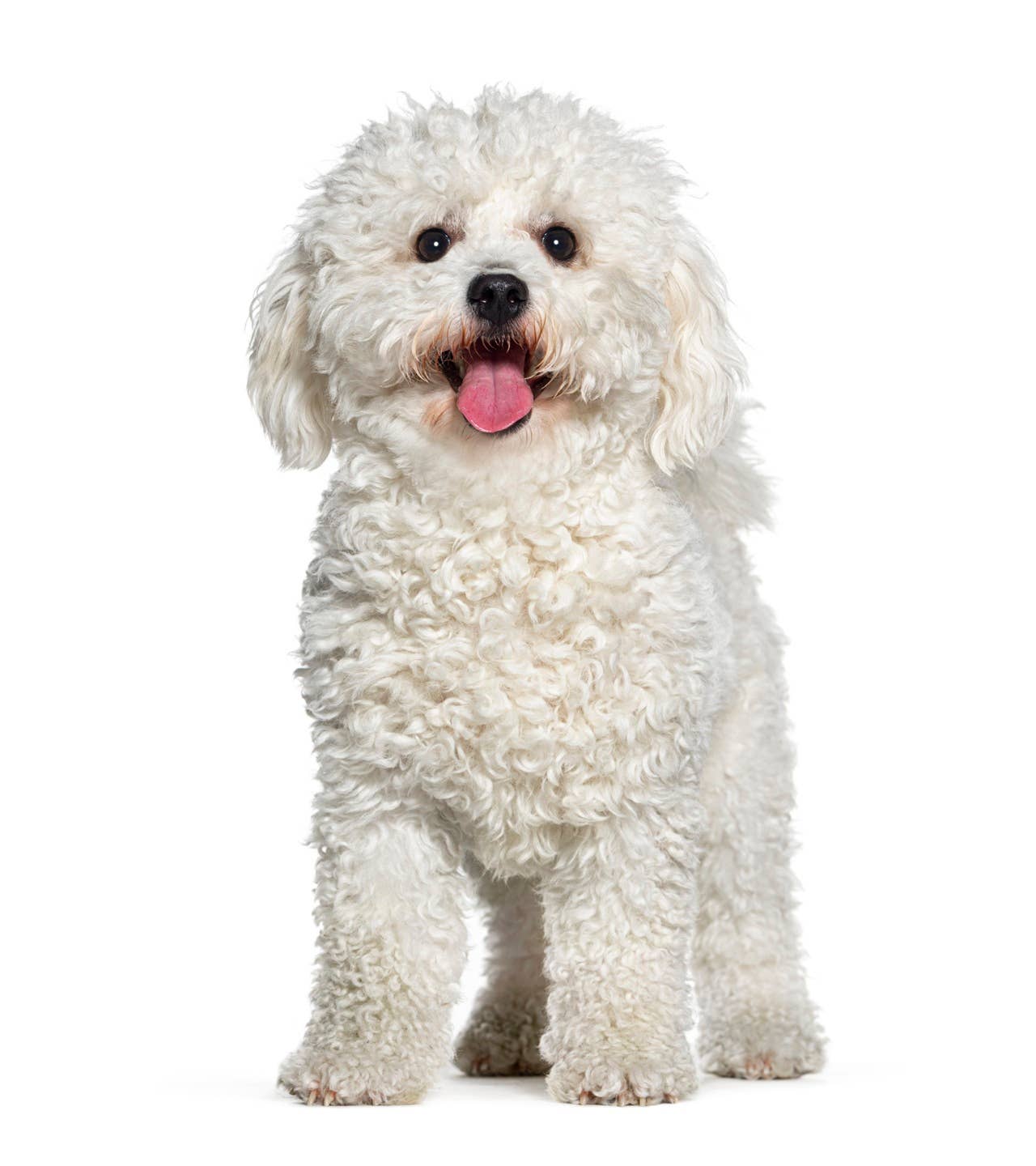 7 Calmest Small Dog Breeds, According to Vets - Parade Pets