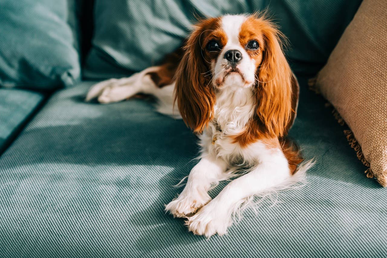 7 Calmest Small Dog Breeds, According to Vets - Parade Pets