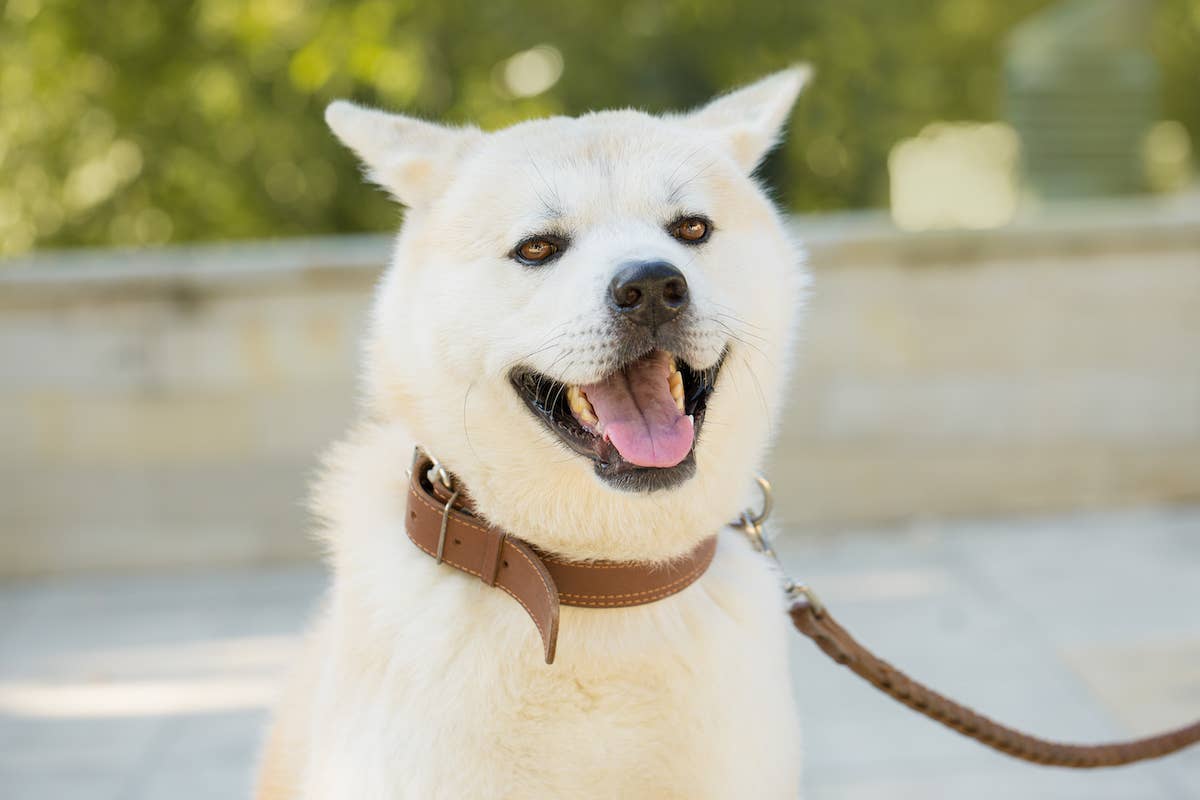 Rare Japanese Dog Breed Is One of Less than 5,000 Left - Parade Pets