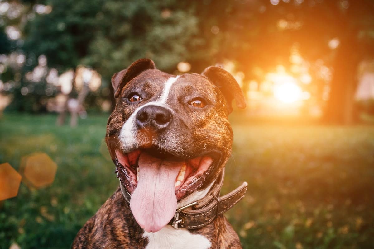 A Pit Bull Finds a Home Thanks to Dog Adoption Backpack Story - Parade Pets
