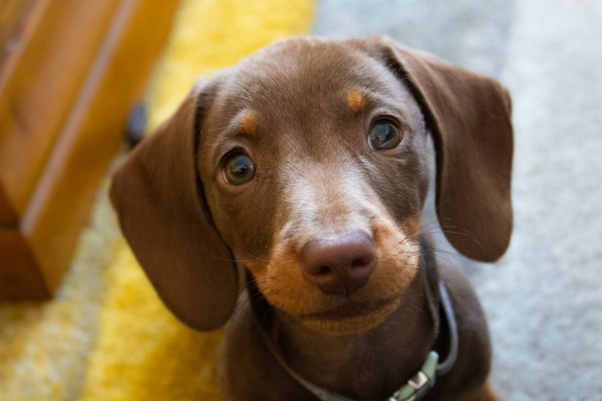 Faithful Dachshund Refuses to Touch His Food Until Mom Says Grace With ...