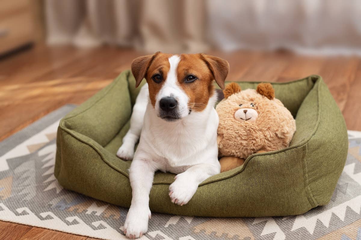 ALDI's New 'Stuffed Animal' Dog Beds Are Flying Off Shelves - Parade Pets
