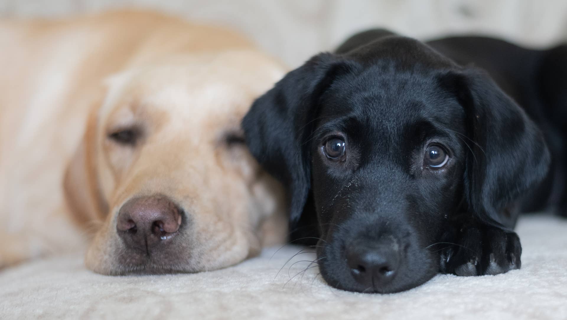 Black Labrador's Way of Comforting New Shelter Dog Is So Warm - Parade Pets