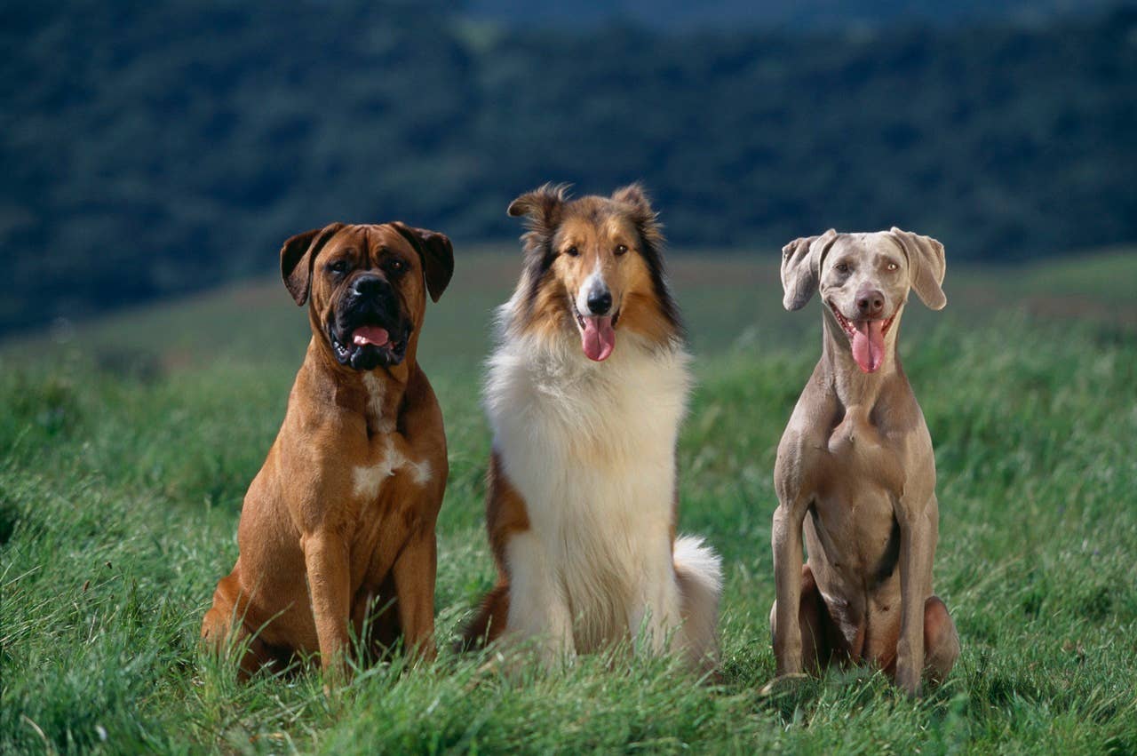 Most Popular Dog Breeds in Every State, 2025 Survey Results - Parade Pets