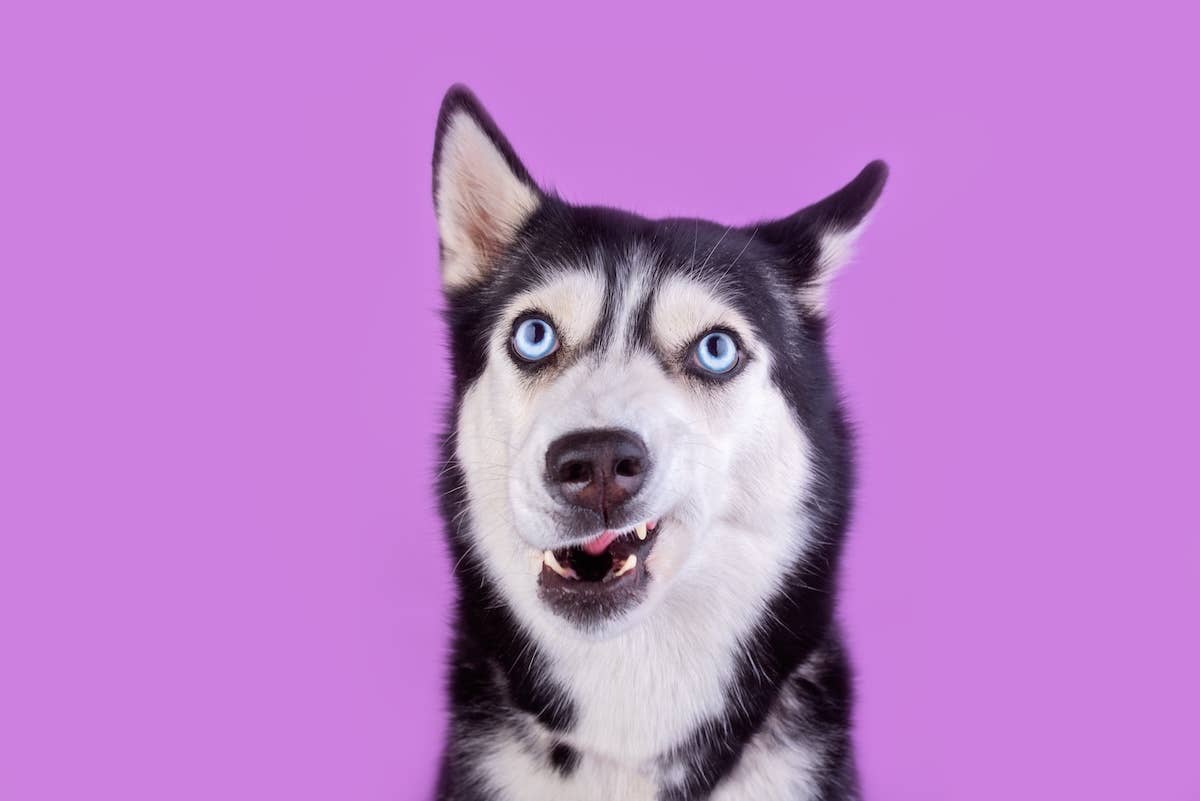 Siberian Husky Playfully Hits Her Human After Getting Called Out ...