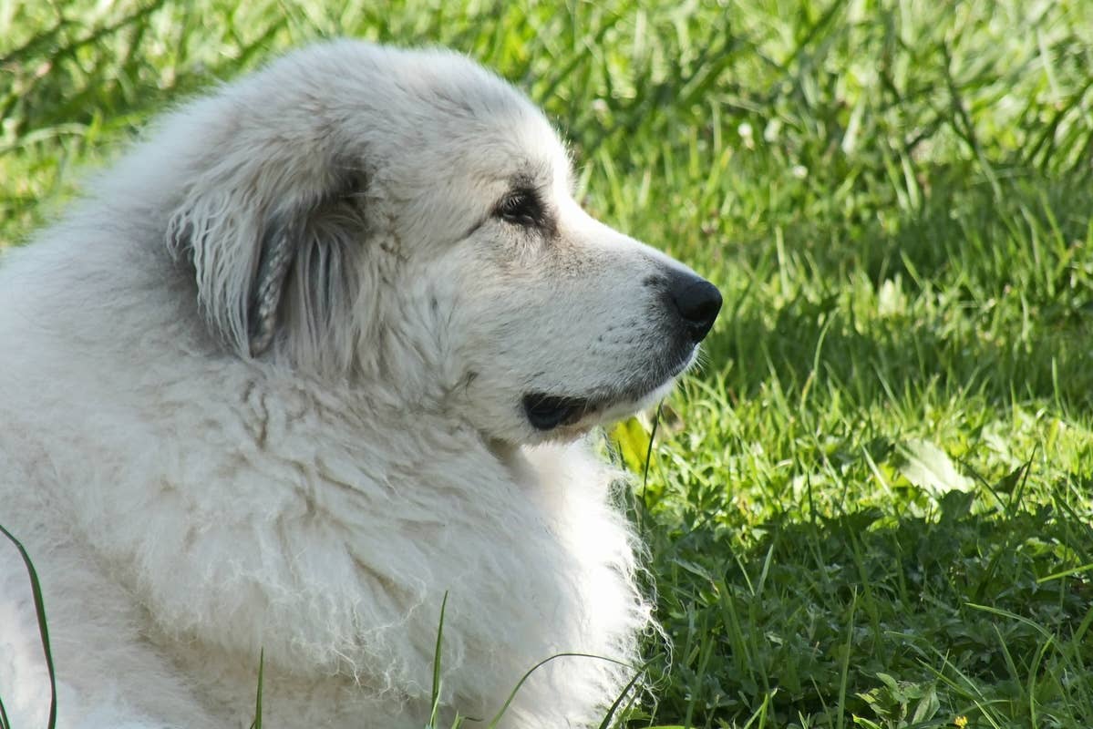 Great Pyrenees Sneaks a Taste of Party Snacks and Nails the Perfect ...