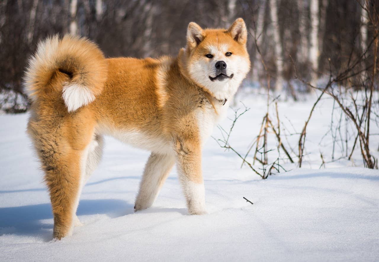 5 Most Faithful Dog Breeds, According to Experts - Parade Pets