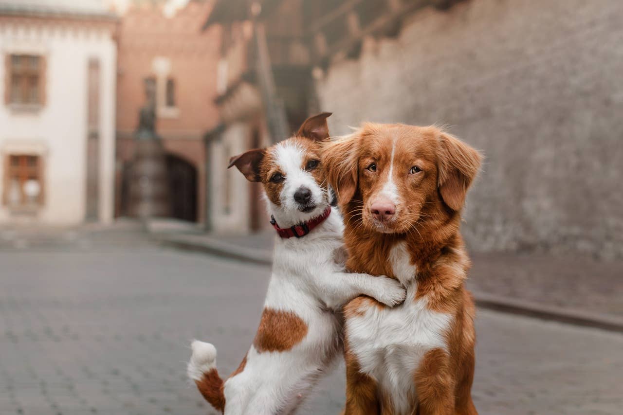 5 Most Faithful Dog Breeds, According to Experts - Parade Pets