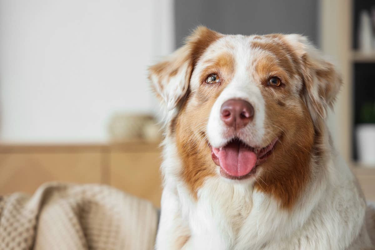 Australian Shepherd Brings Toy Sword to Get Human Food Snacks - Parade Pets