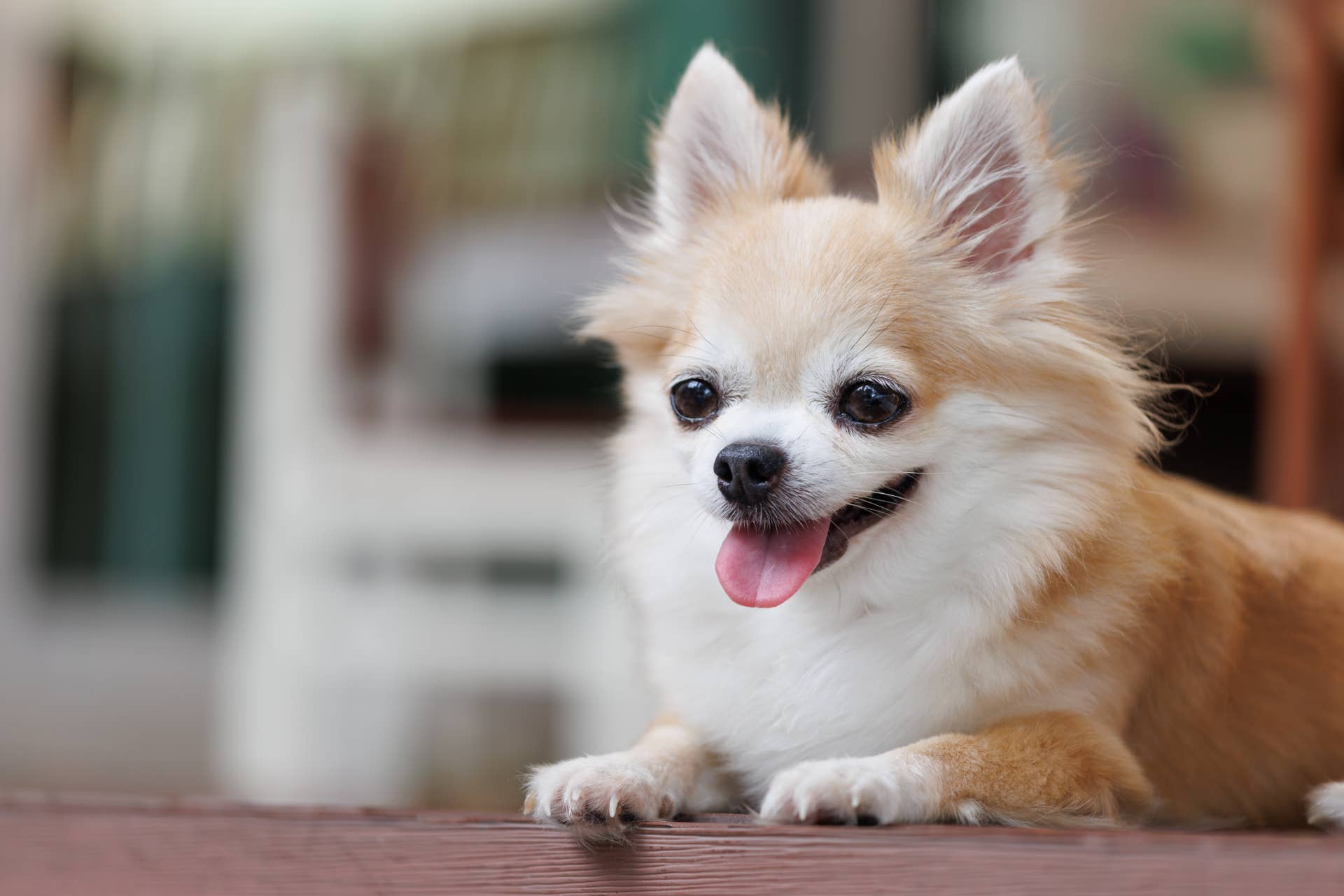 Senior Chihuahua Won't Open Gifts Until All Eyes Are on Him - Parade Pets