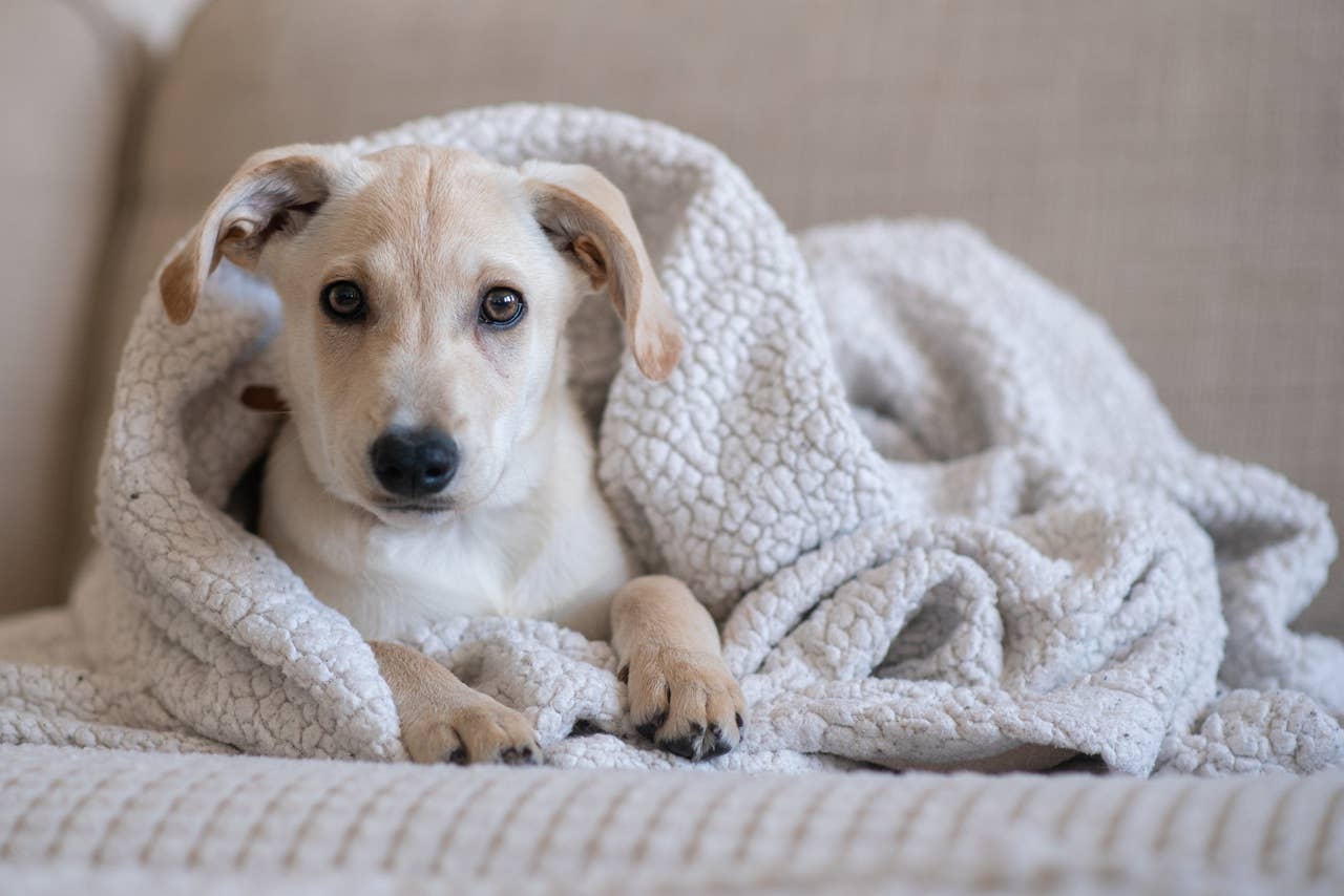 6 Signs of Grief in Dogs and How to Comfort Them, Say Vets - Parade Pets