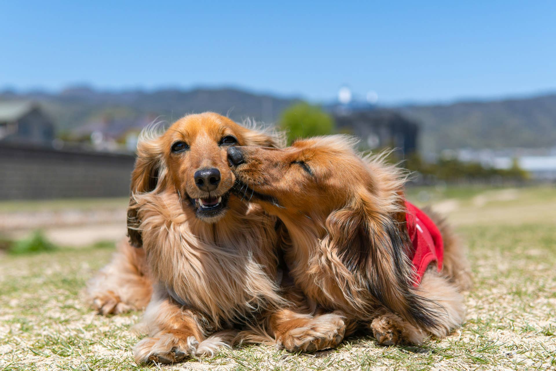 Dachshund Teaching Their Sibling an Important Life Skill Is So Sweet ...