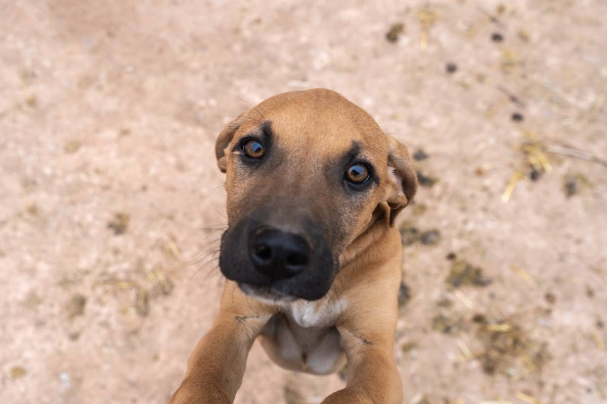 Woman Adopts Stray Dog 24 Hours After Meeting Her on Morning Run ...