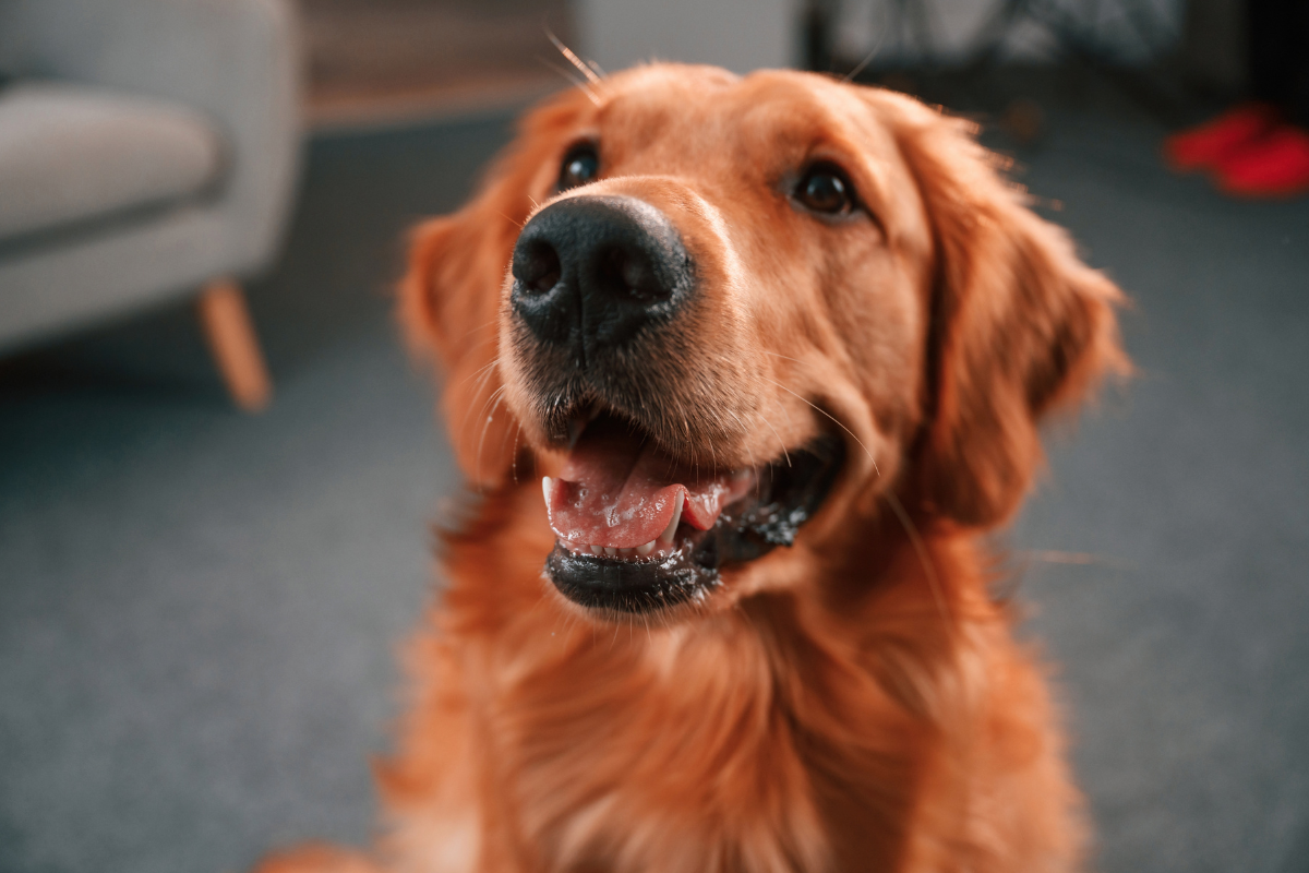 Golden Retriever Visits 9th Country, More Than Average American ...