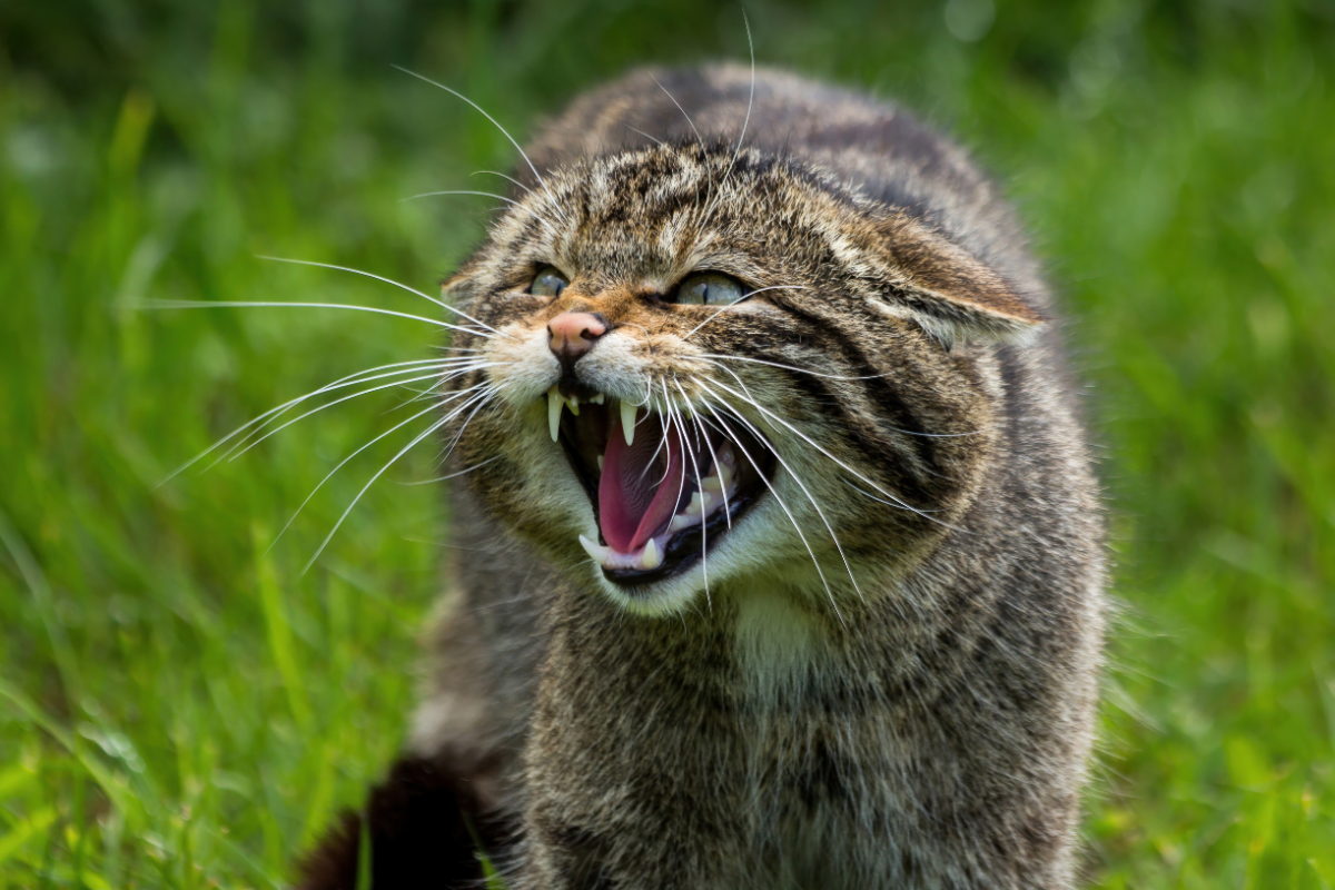Scottish Wildcat’s Intense Game Face During Tug-of-War Is Next-Level ...