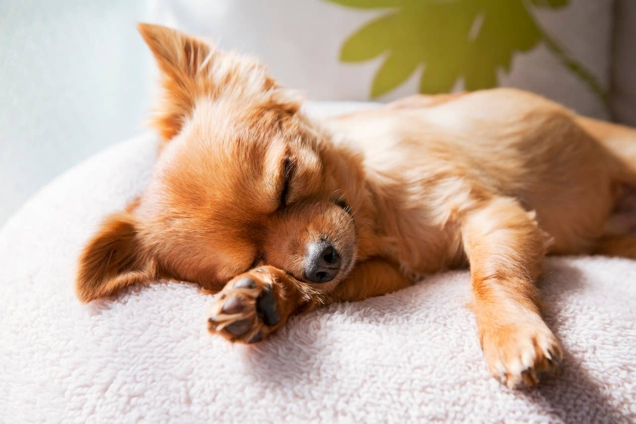 Man Uses AI to Develop Experimental Cancer Vaccine for His Dog - Parade ...
