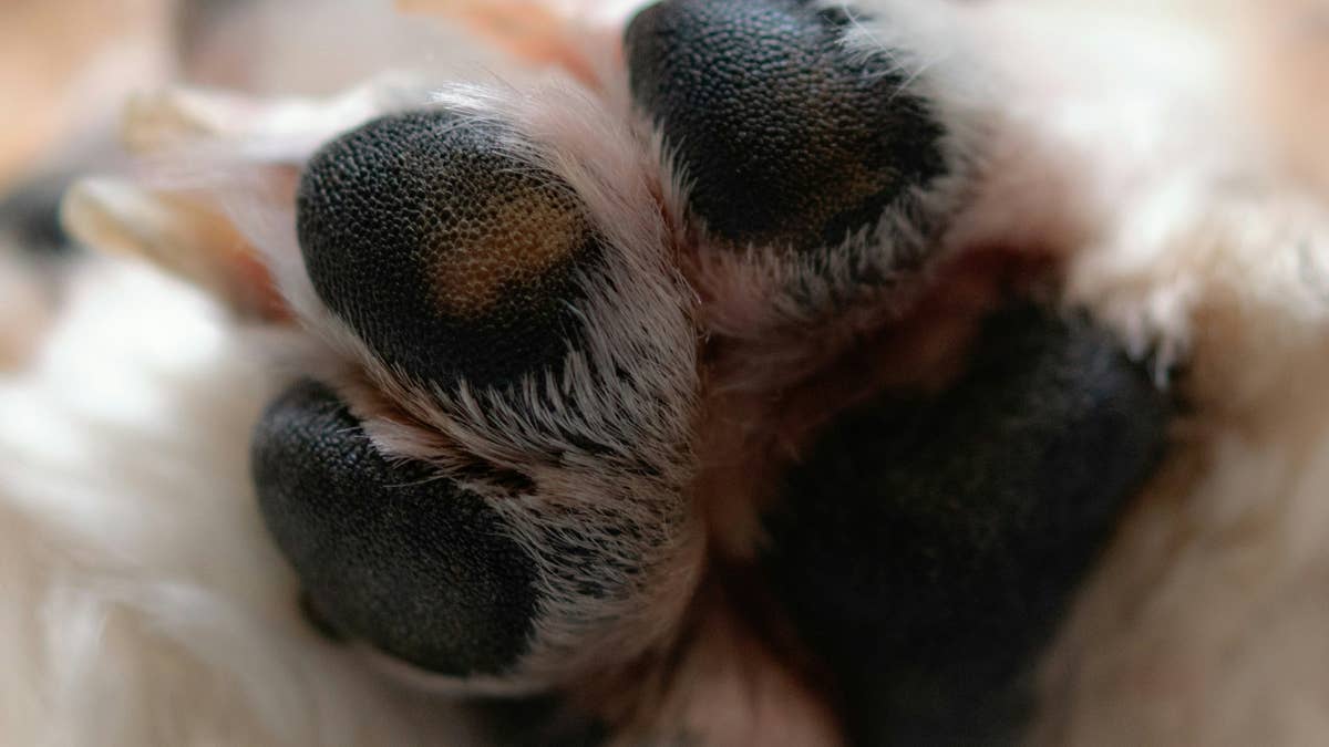 Tiny Boston Terrier Foster Puppy With Hydrocephalus Just Stole the ...