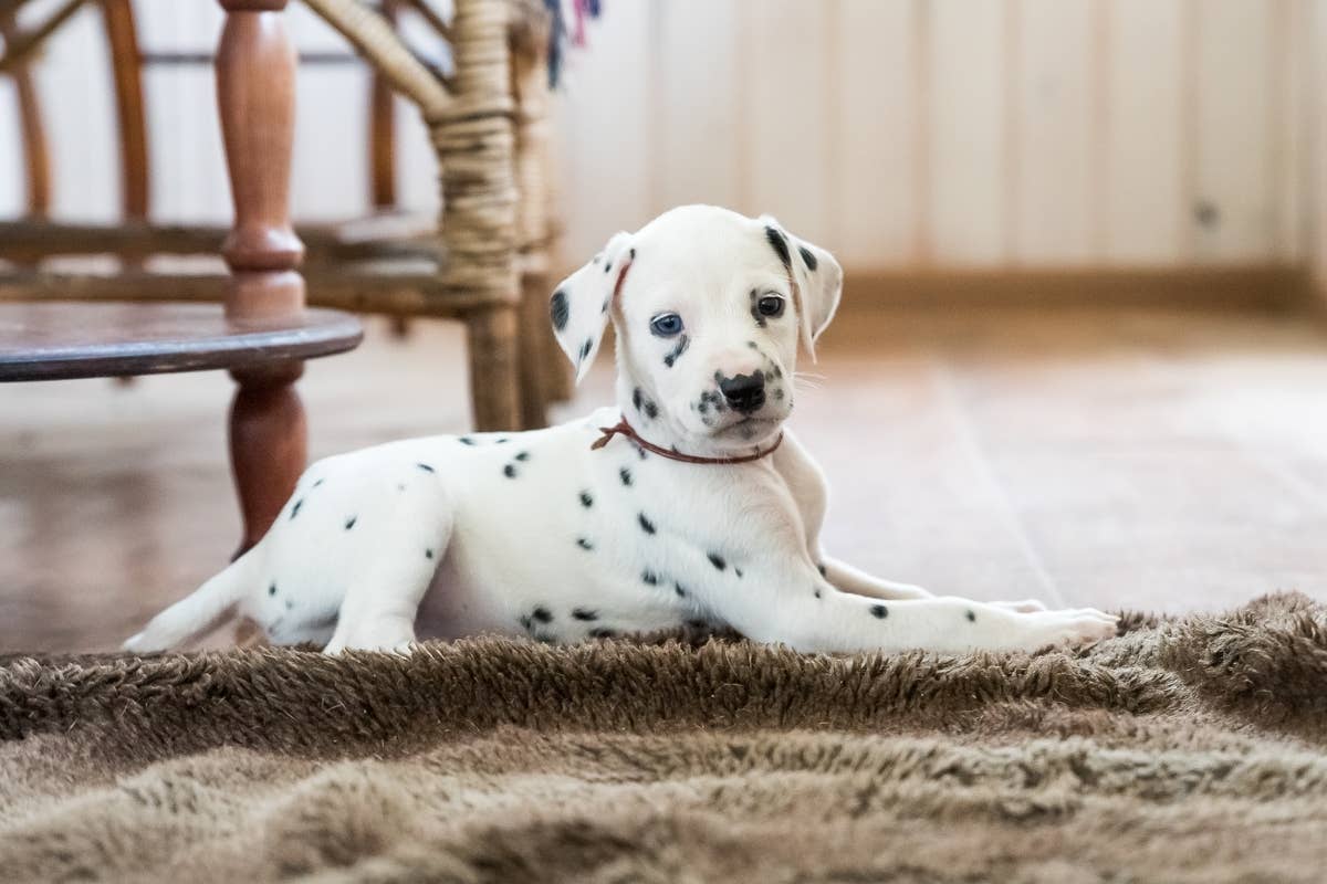 Dalmatian - Parade Pets