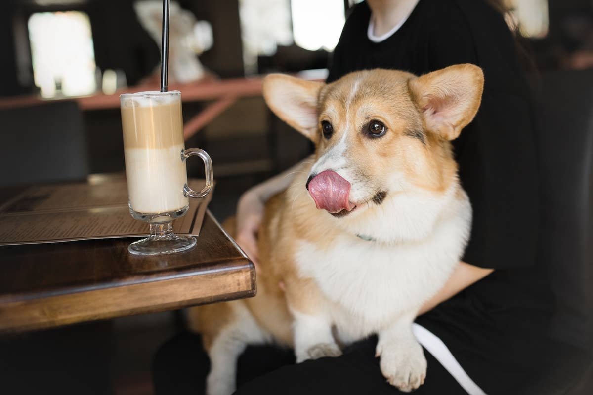 Dry January Crushes Corgi's Regular Pub Stops and We All Feel His Pain ...