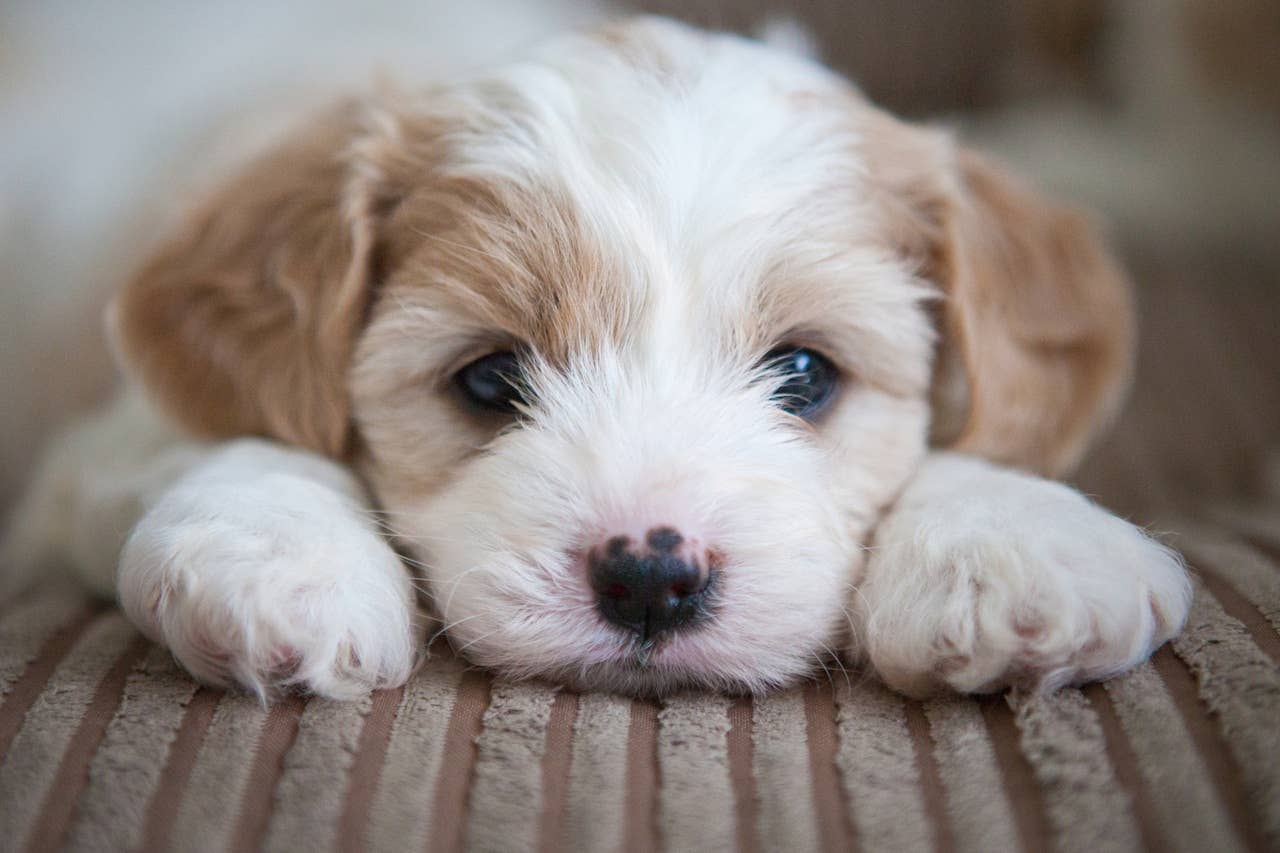 8 Subtle Signs Your Dog Is Scared, According to a Trainer - Parade Pets