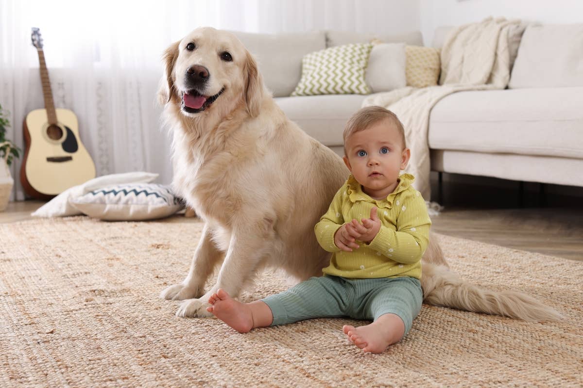 Golden Retriever and Baby Meet Kittens in Heartwarming Video - Parade Pets