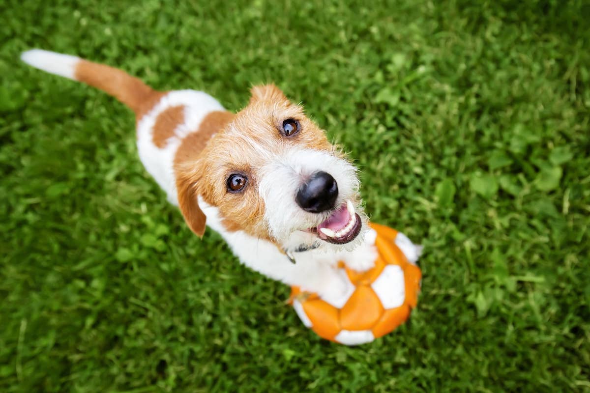 Dog's DNA Test Reveals Surprising Mix—Not a Jack Russell - Parade Pets
