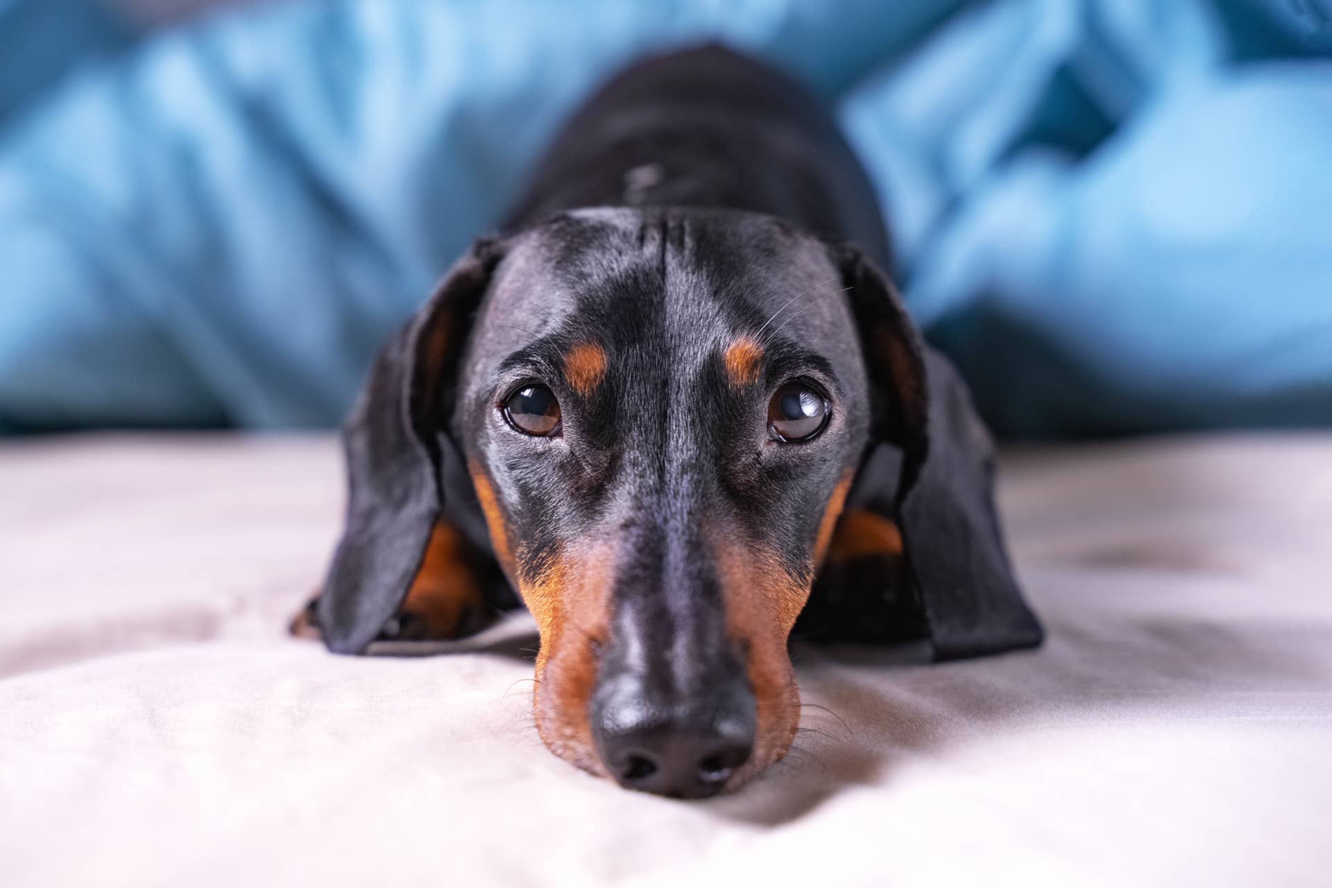 Dachshund Pouts Like a Toddler After Mom Turns Off His Deer Doc ...