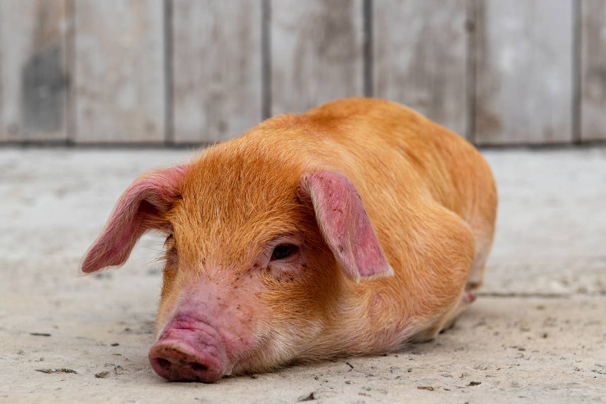 Rare Orange Pig Gets Rescued by Police Station and We're Crying ...