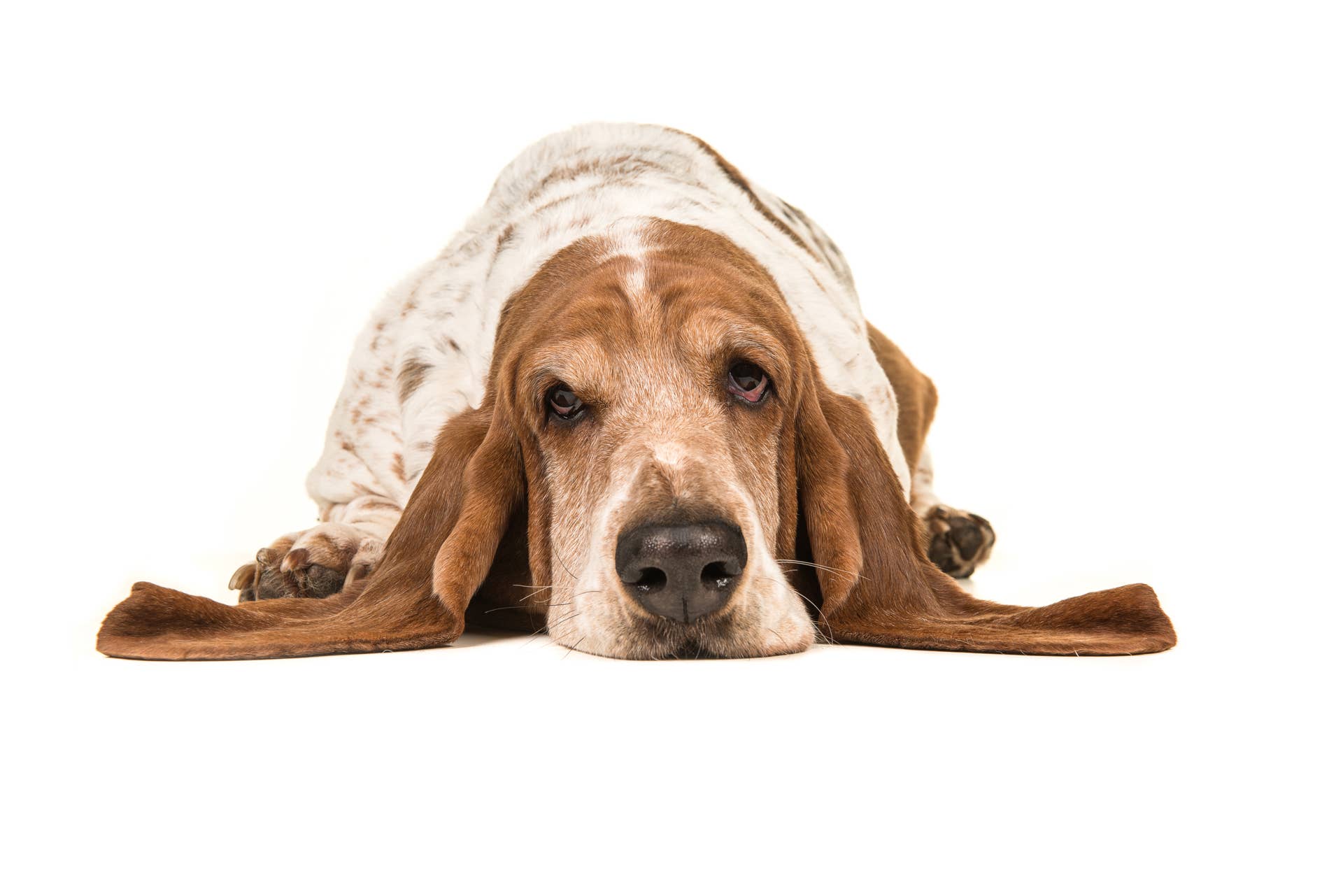 Basset Hound Goes Viral for His Hilarious 'Drinking Problem' - Parade Pets