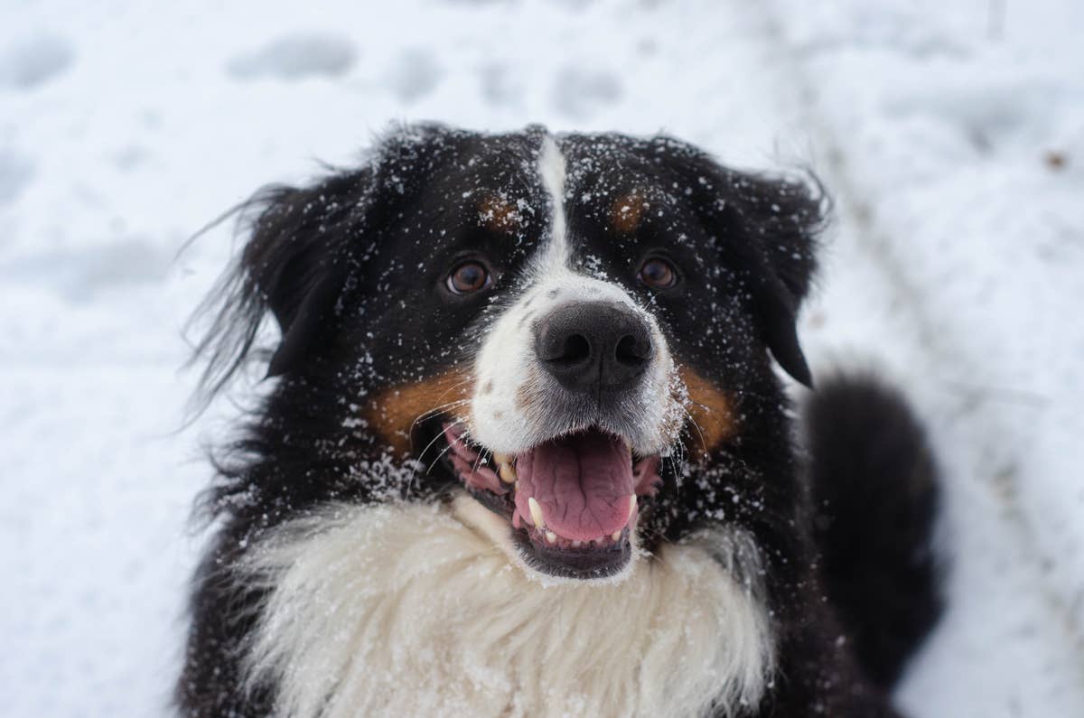 Story of Hero Bernese Mountain Dog Saving Senior Pup Lost in Snow Will ...