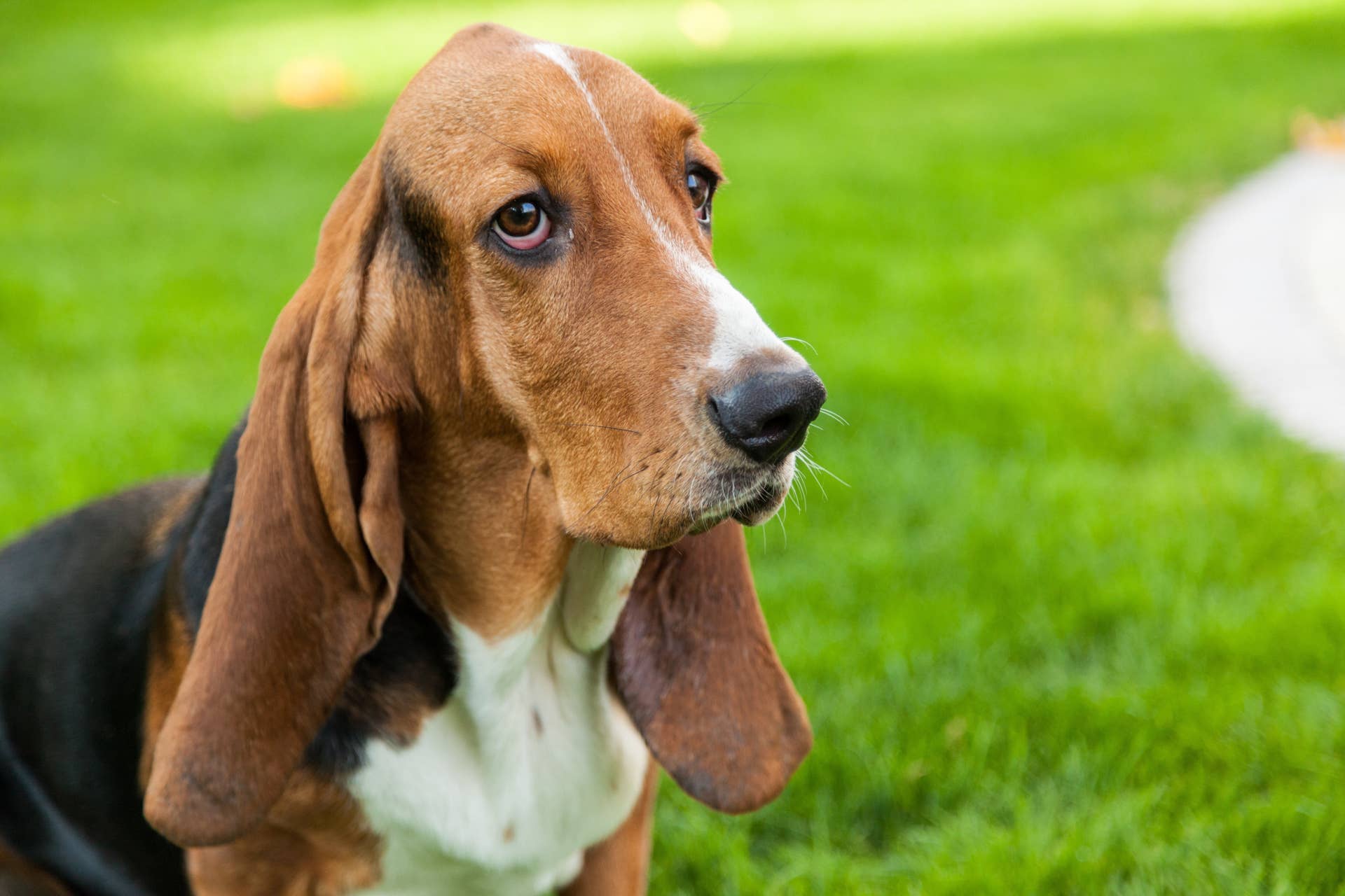 Proud Basset Hound Finds His Howl for Very First Time - Parade Pets