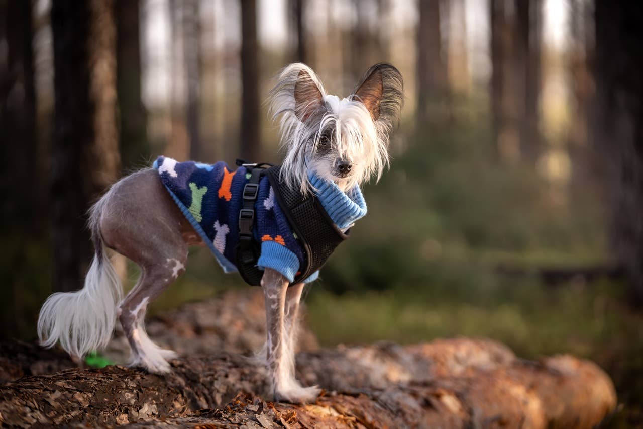 5 Lucky Dog Breeds That Bring Good Fortune, Experts Reveal - Parade Pets