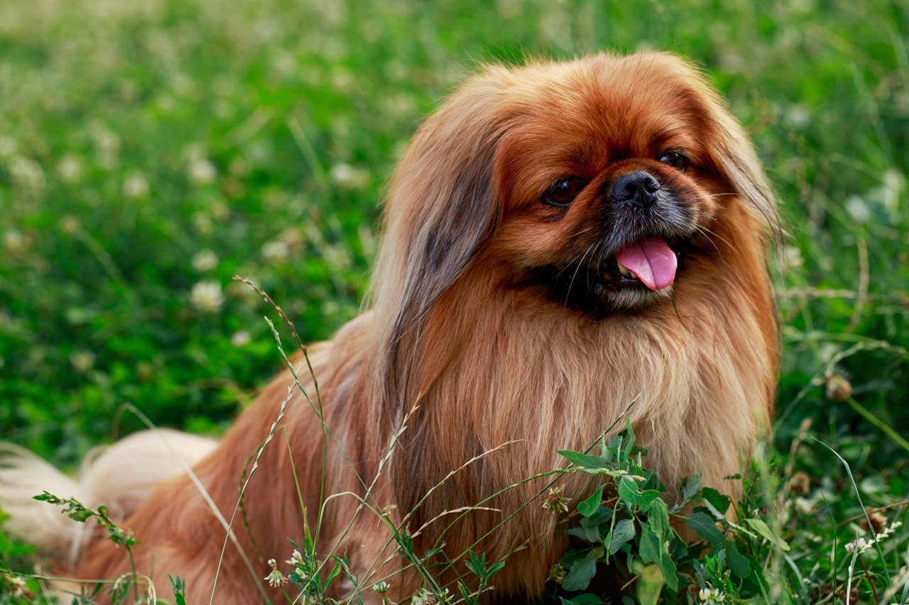 5 Lucky Dog Breeds That Bring Good Fortune, Experts Reveal - Parade Pets