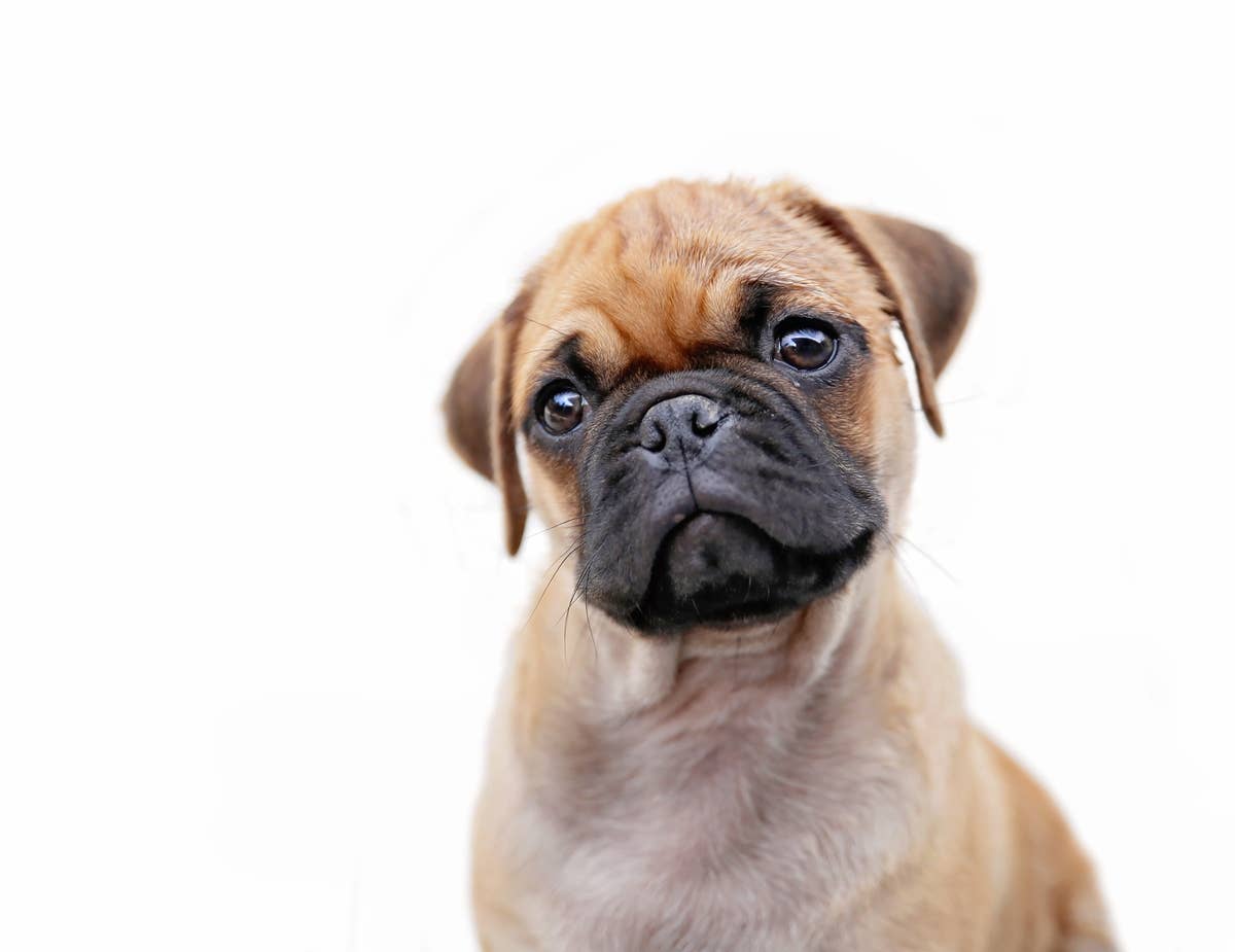 Pug Mix Walks Around With Spaghetti Hanging Out of His Mouth and Looks ...