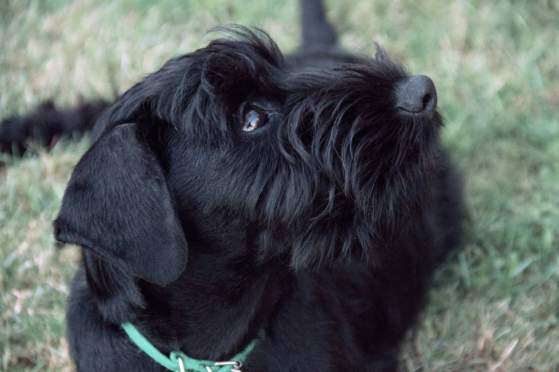 Shelter Giant Schnauzer Who's '90 Pounds of Pure Love' Has the Most ...