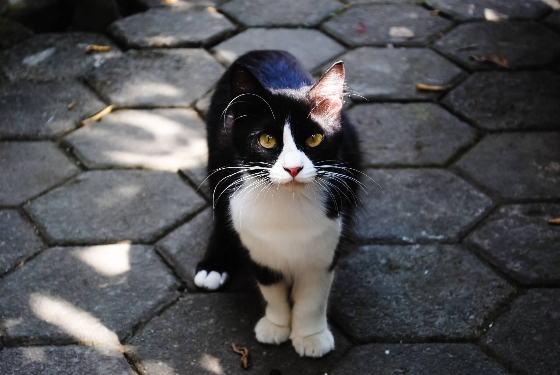 Story of Tuxedo Cat Who Went Missing at JFK Airport Has the Internet ...