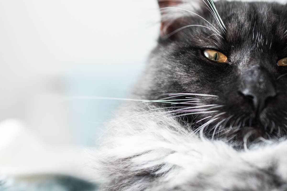 Black Smoke Maine Coon’s Magnificent Paws Are Purrfection - Parade Pets