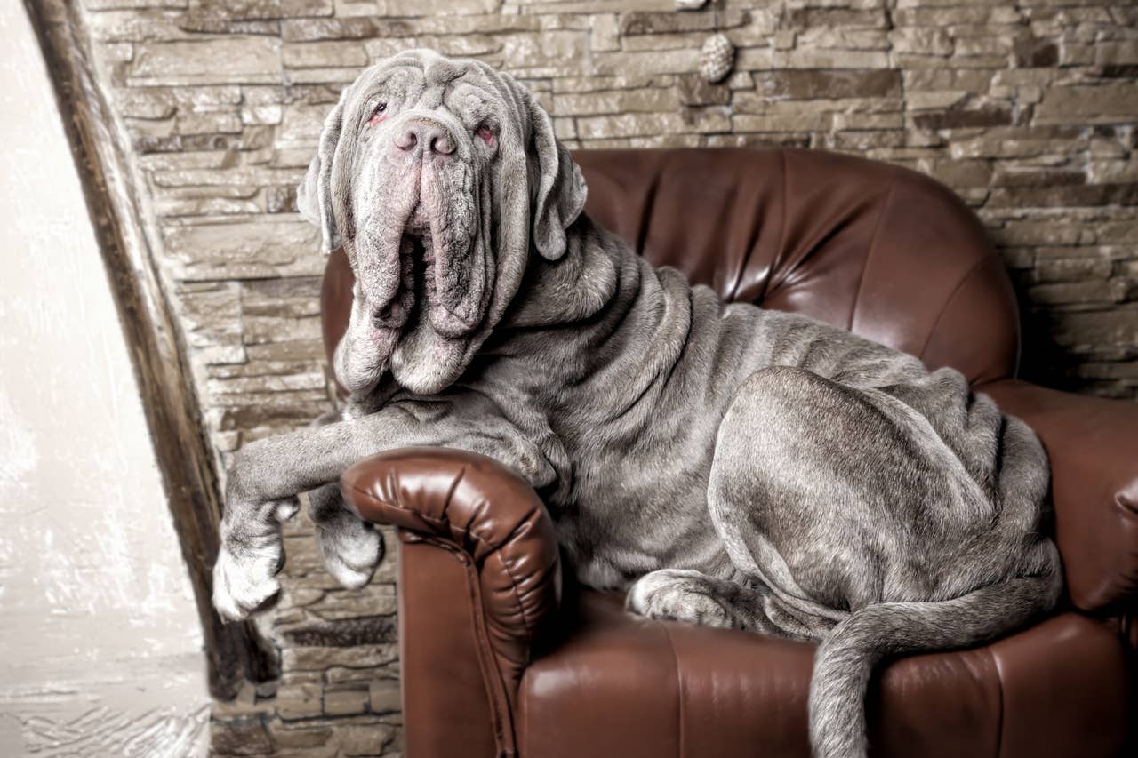 6 Italian Dog Breeds Vets Recommend & Love - Parade Pets