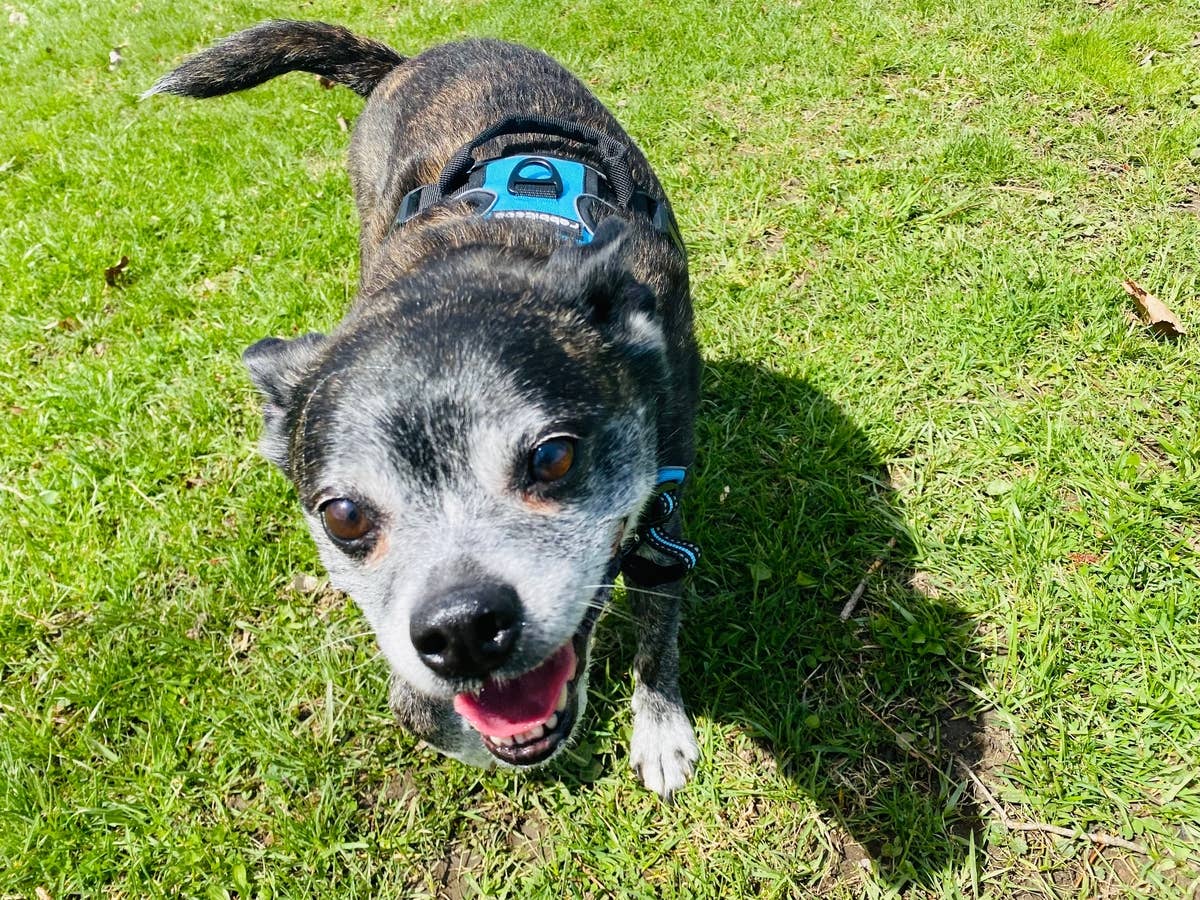 Senior Rescue Dog Found 'Hiding and Shaking' Gets a Second Chance at ...