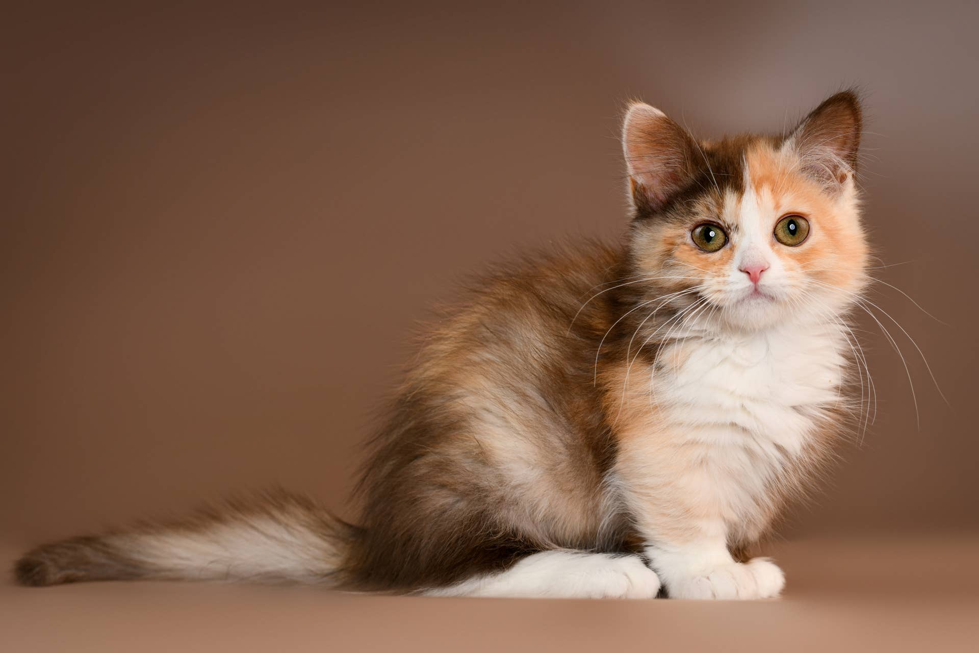 Cat's Cute 'Daily Updates' for Mom Are Music to Everyone's Ears ...